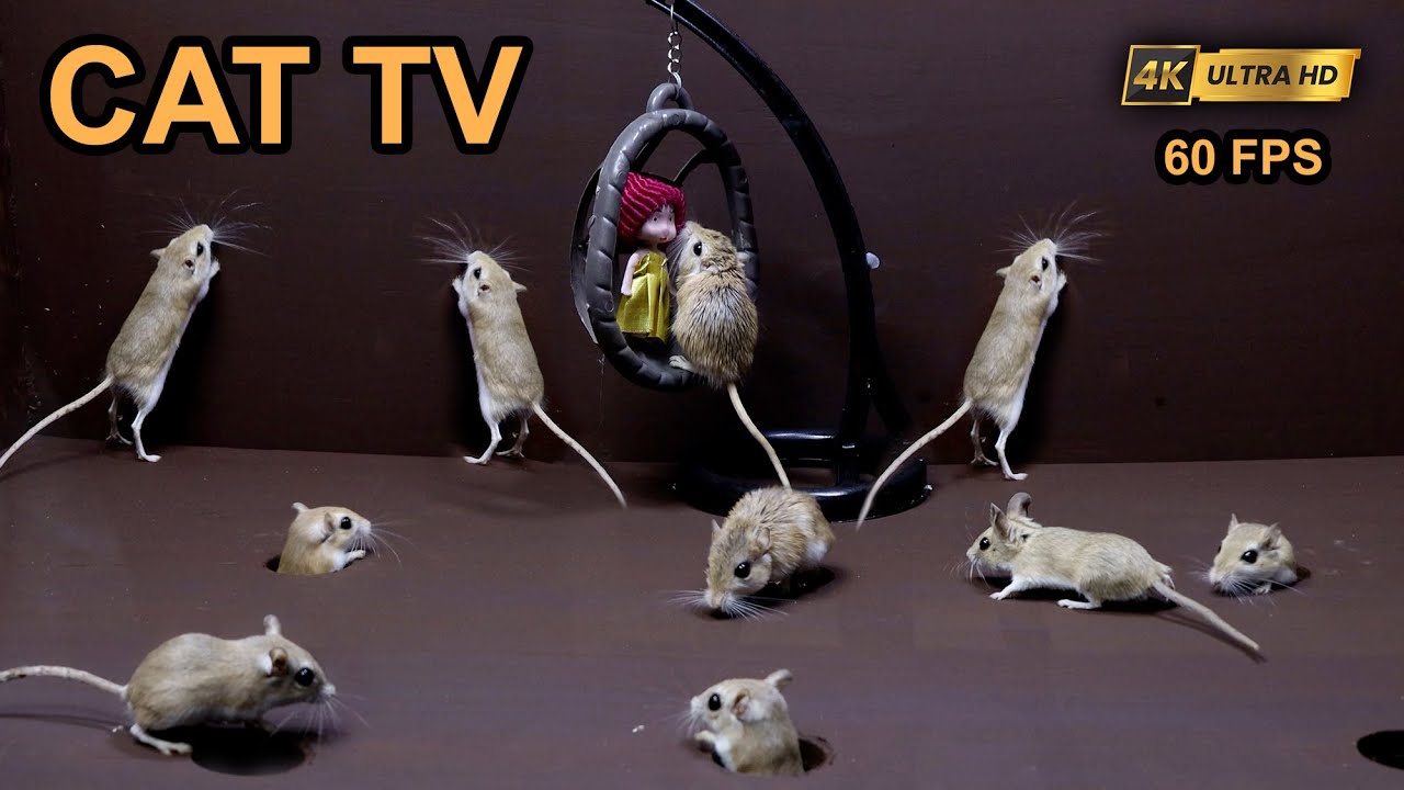 Cat TV mouse Hide & Seek, and Chase fun on screen for cats to watch 4k ...