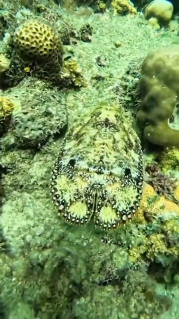 Mister Slipper Lobster: Tropical Crustacean with Unique Shell / marine ...