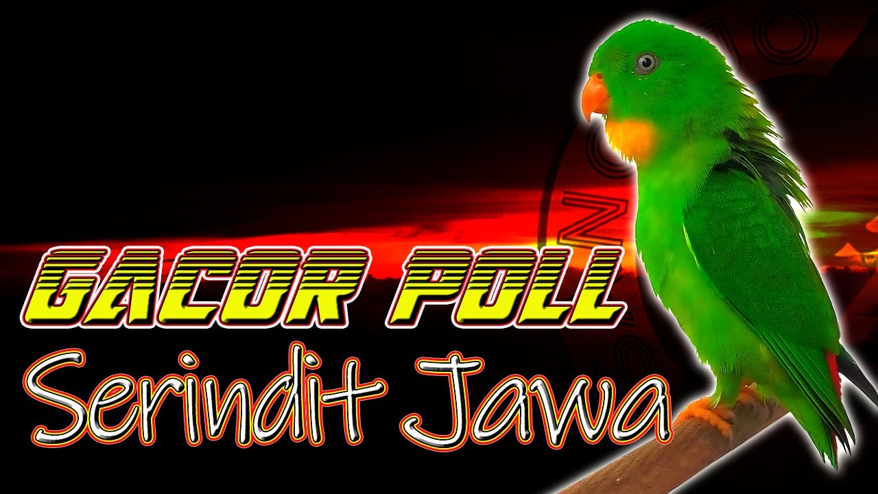 DASI KUNING SERINDIT JAWA GACOR POOLL #serindit #serinditjawa # ...