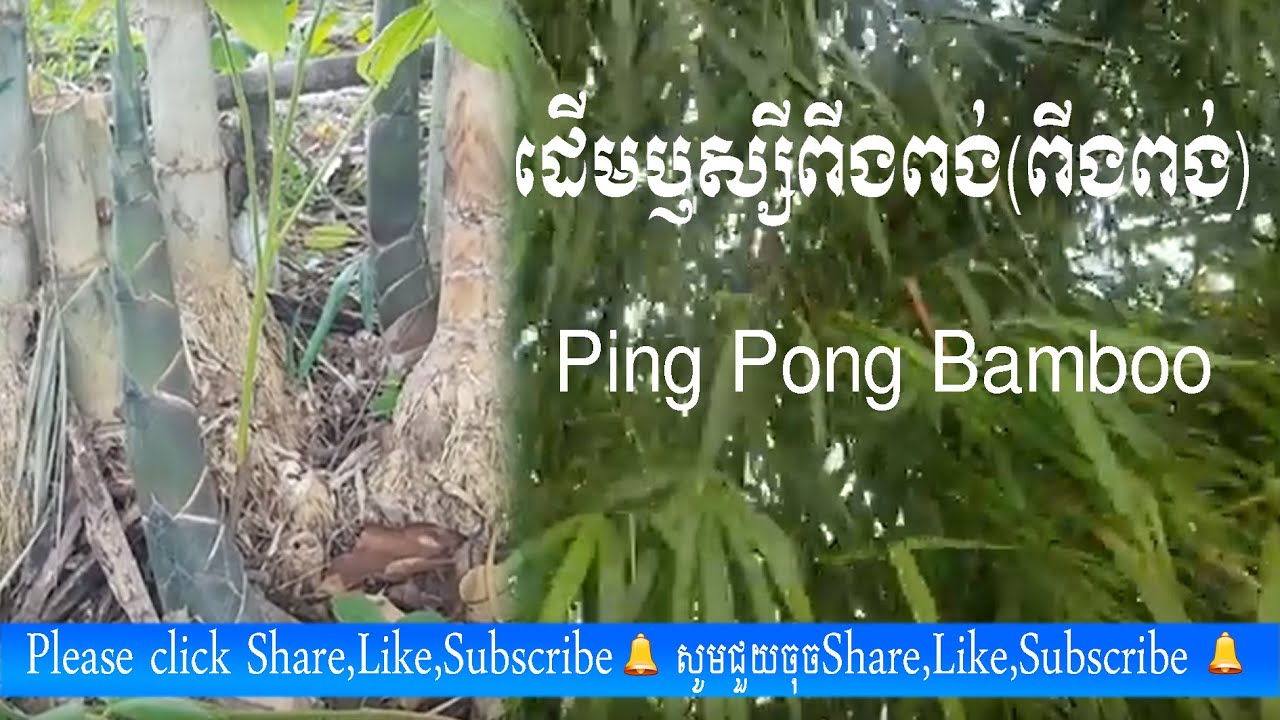 Ping Pong Bamboo/ប្ញស្សីពីងពង់ - YouTube