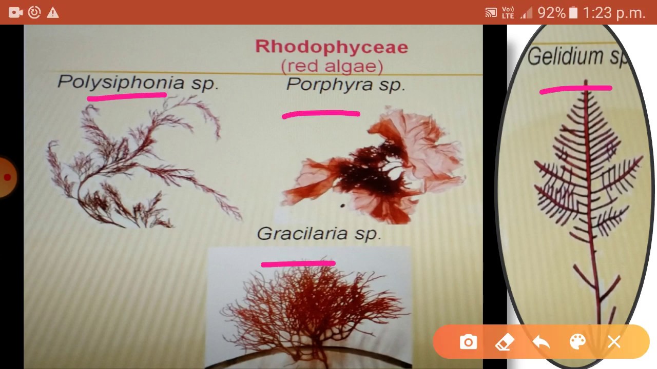 Rhodophyceae. - YouTube
