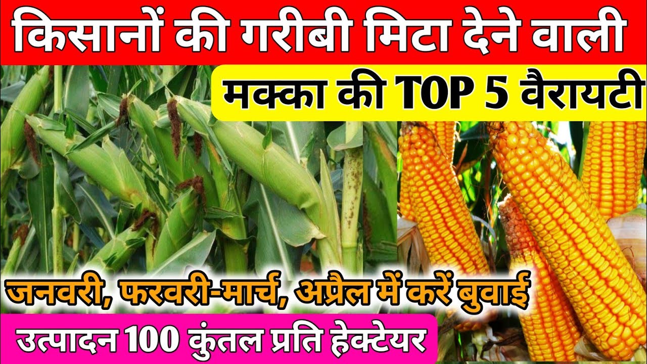 मक्का की TOP 5 वैरायटी// गर्मी में मक्का की खेती कैसे करें//makka ki ...