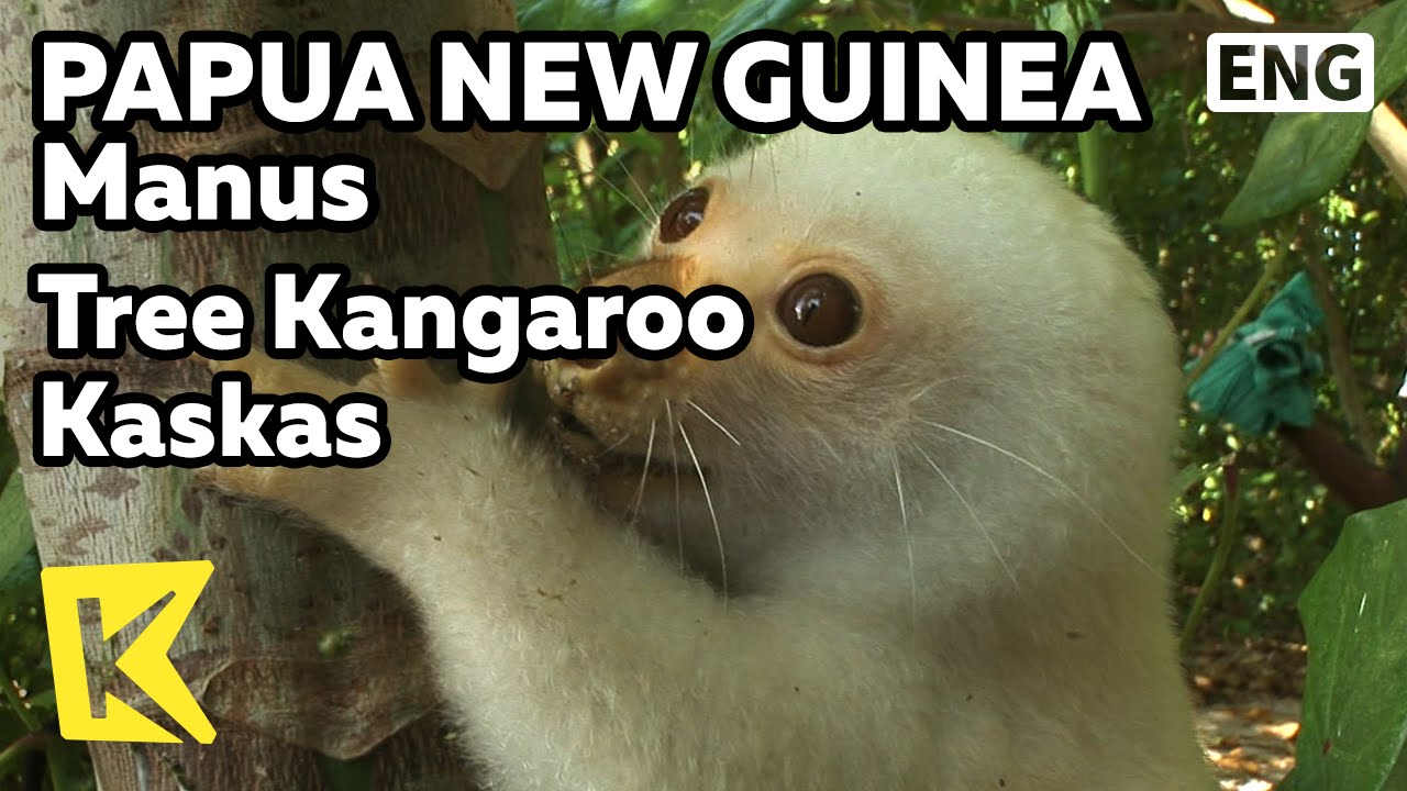 【K】Papua New Guinea Travel-Manus[파푸아뉴기니 여행-마누스]나무 캥거루, 카스카스/Tree ...