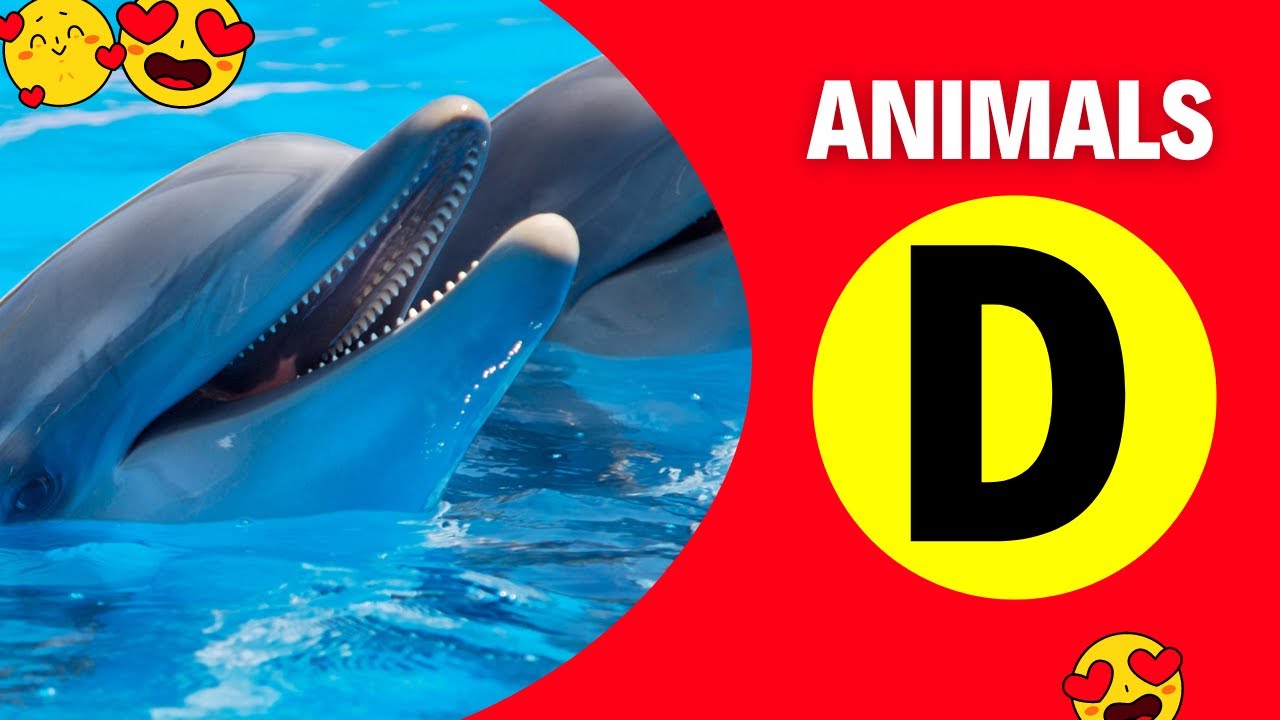 Animals That Start With D Part 4 Animals Video For Kids YouTube animals-that-start-with-d-part-4-animals-video-for-kids-youtube