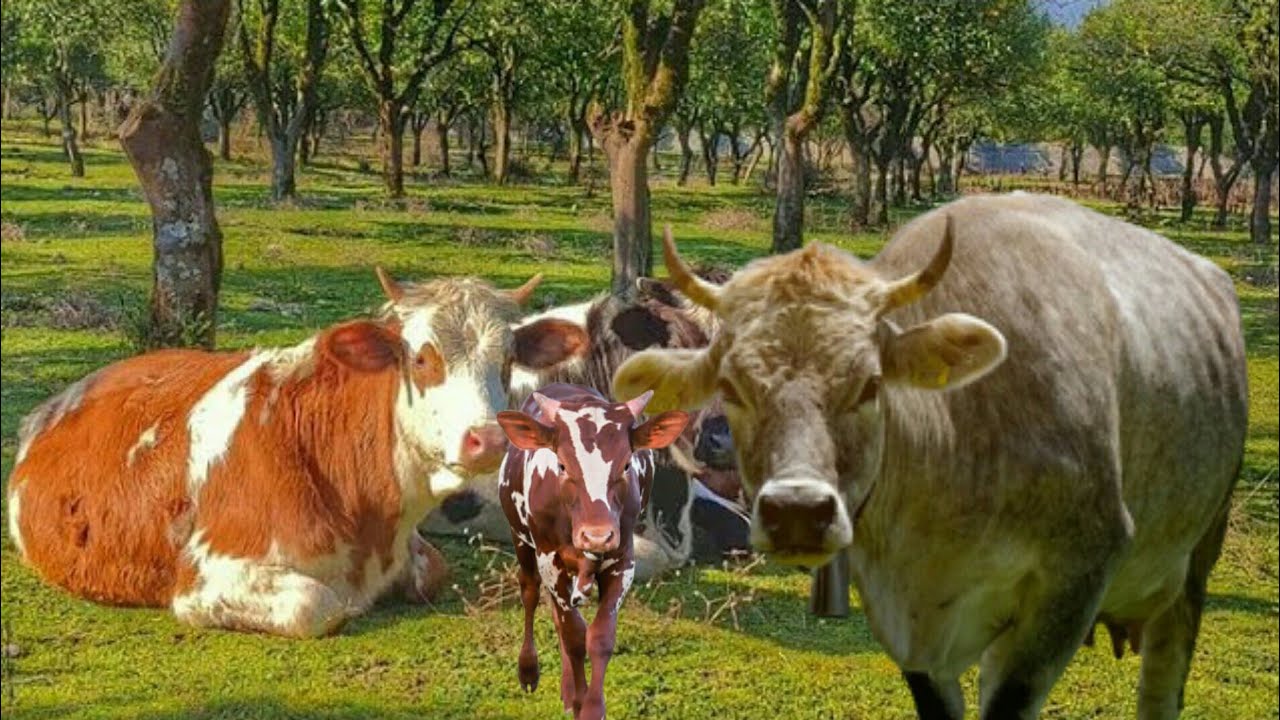 Sapi Lembu Gemuk Lucu Berkeliaran Di Kebun Pulang Ke Kandang Makan ...