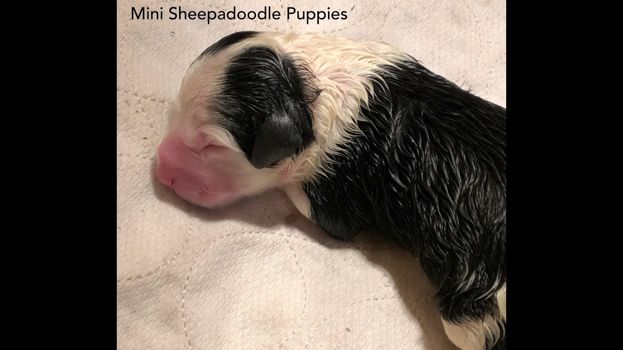 Litter of Mini Sheepadoodle Puppies (Cute) Newborn - YouTube