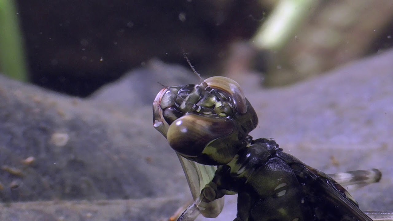 Dragonfly, Nymph hunts daphnia. Libellenlarve jagt Wasserflöhe - YouTube