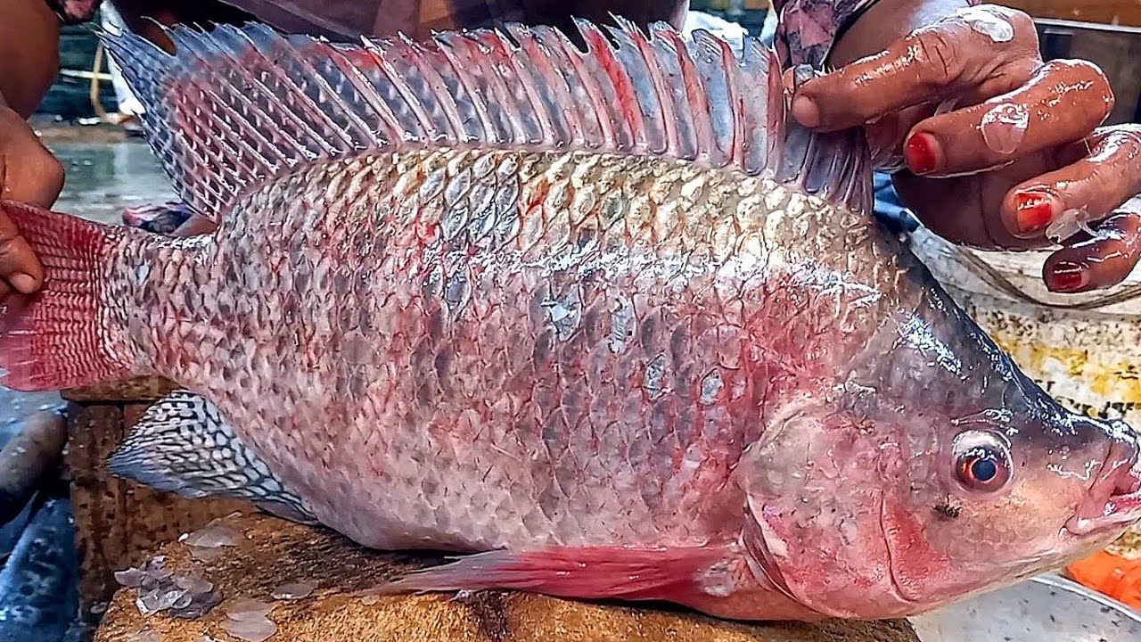 Alive Giant Tilapia Fish Cutting Skills | Amazing Big Tilapia Fish ...