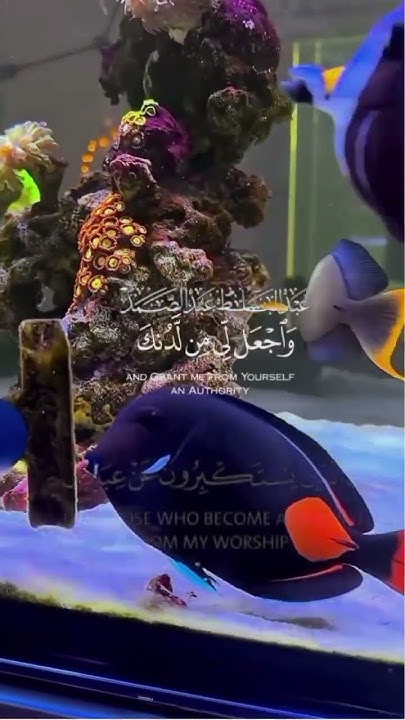 pashton official search tilawat Quran YouTube - YouTube