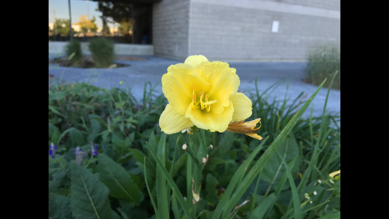 iPhone 6s Plus Camera Sample - YouTube