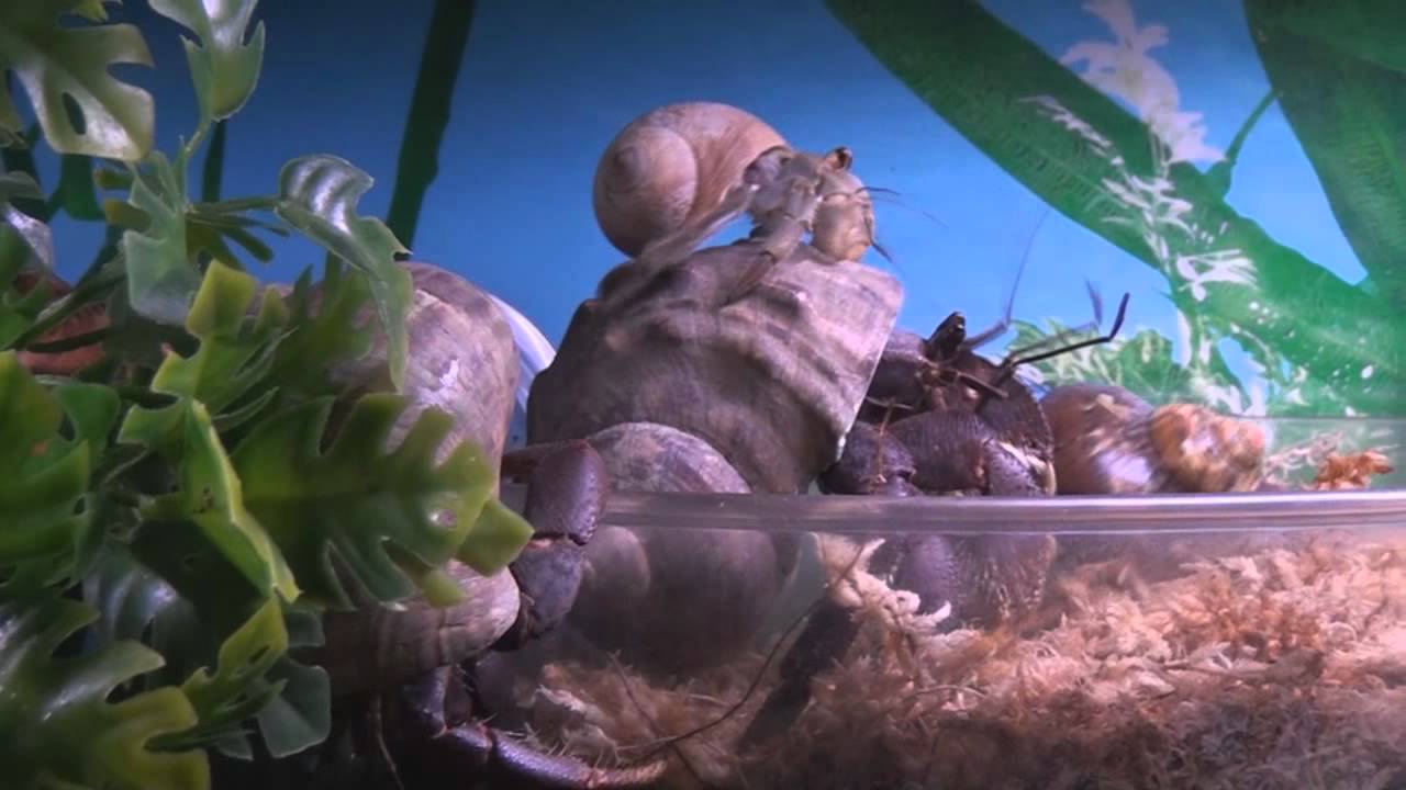 Godzilla Taxi - YouTube