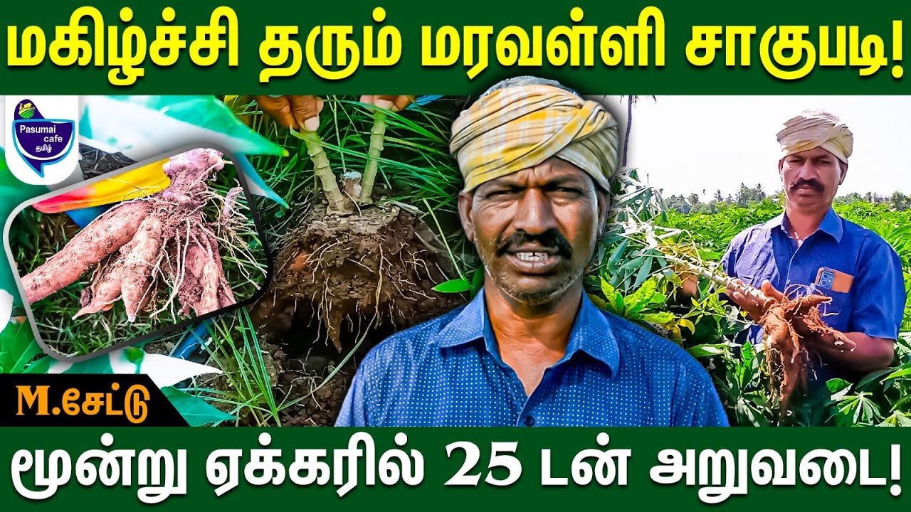 பராமரிப்பில் இருந்து விற்பனை வரை எல்லாமே மரவள்ளியில் எளிது - சேட்டு ...