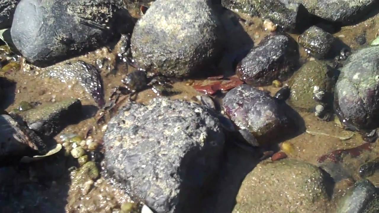 Crabs under Rocks - part 2 - YouTube