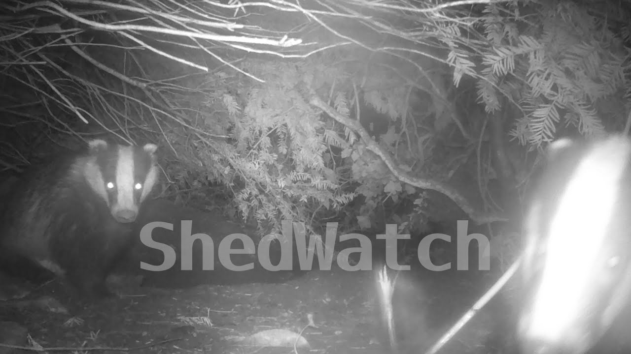 Badger cubs playing with the camera - YouTube