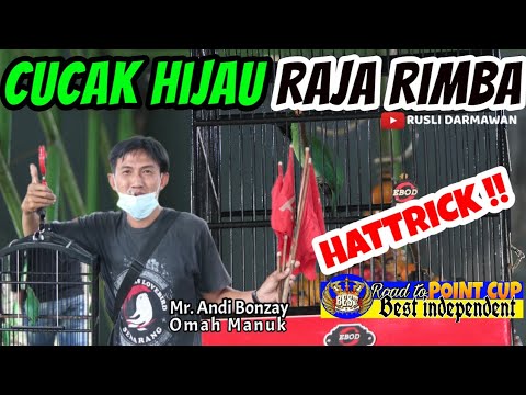 WOW RAJA RIMBA‼️Cucak Hijau milik Mr. Andi Bonzay raih Hattrick Di ...