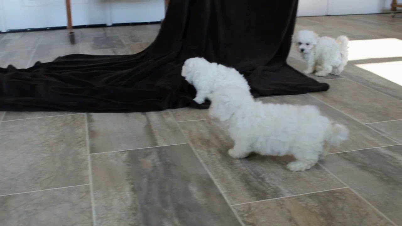 Bichon Frise Puppies For Sale - YouTube