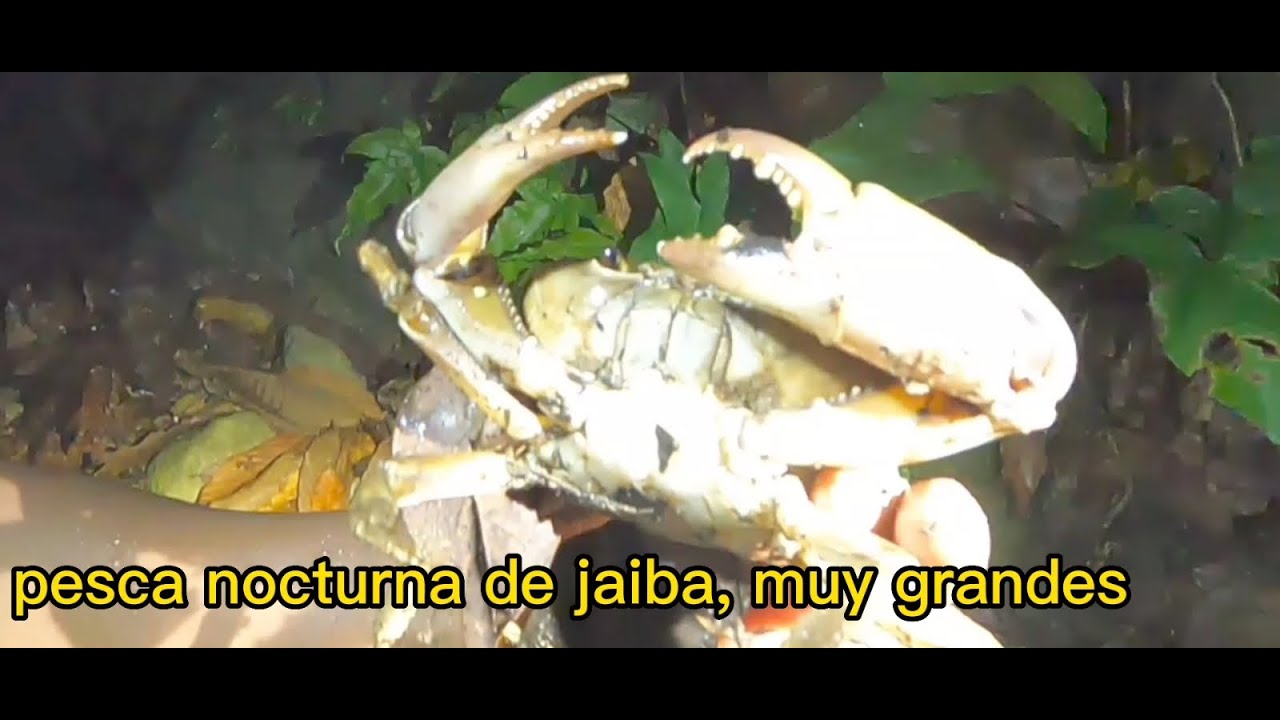 pesca nocturna de jaiba con @elpuntonegrord y Carmen Núñez - YouTube