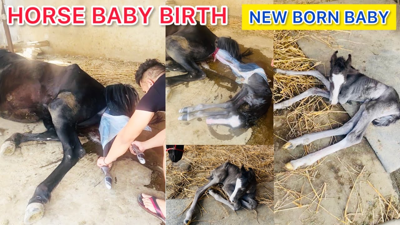 Horse giving birth | horse baby birth | new born baby | new horse baby ...