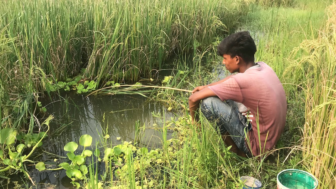 Amazing Fishing Video || Traditional Hook Fishing in Rice Field ...