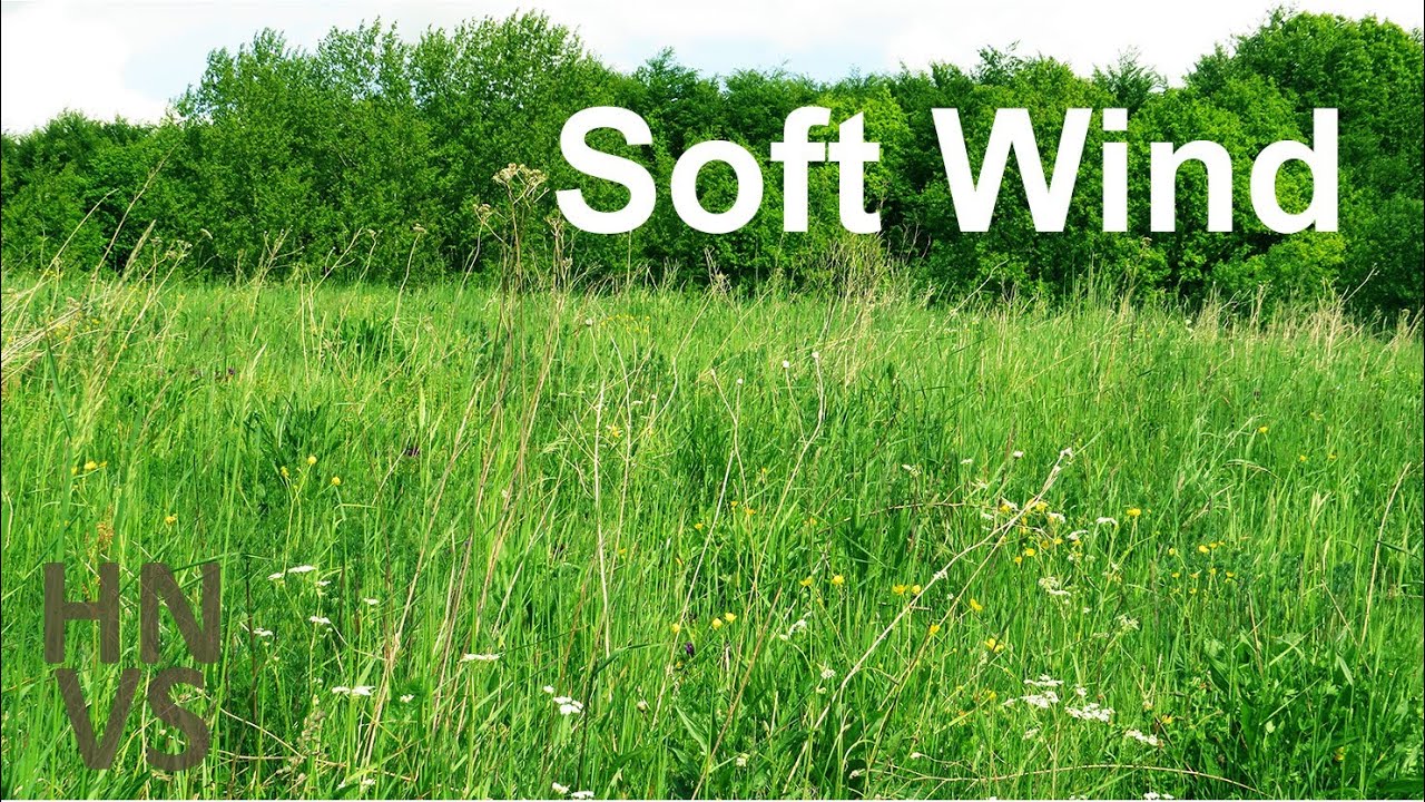 Soft Wind - Wind Noise Blowing - Relaxing Nature Sounds - Nature Movie ...