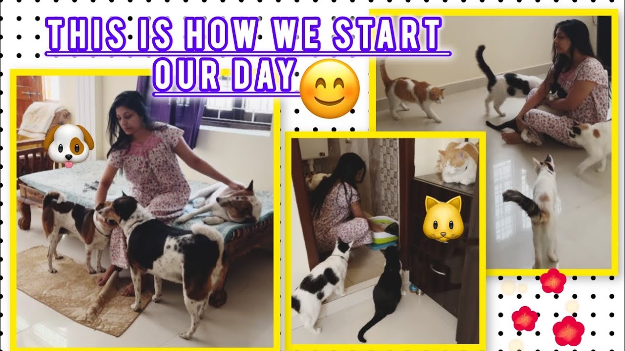 Aise hi hum din ki shuruwat karte hai | 3dogs n 6 cats | nachi nachi family - YouTube