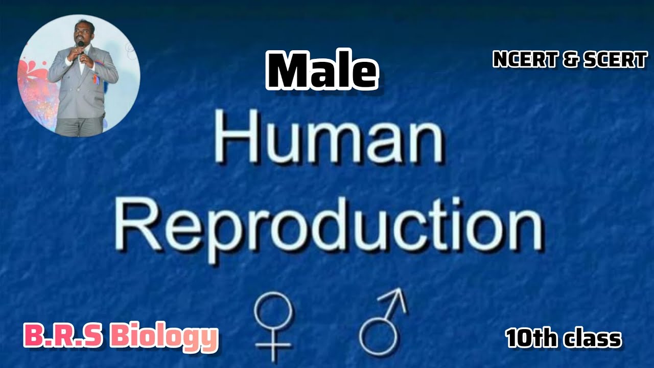 sexual reproduction in human beings (male) in 10thclass full ...