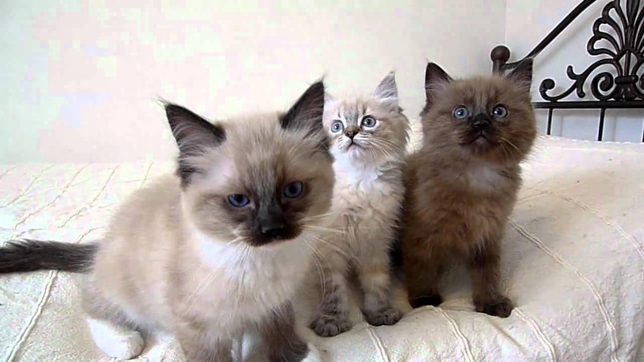 Ragdoll kittens play, 9 weeks old - YouTube