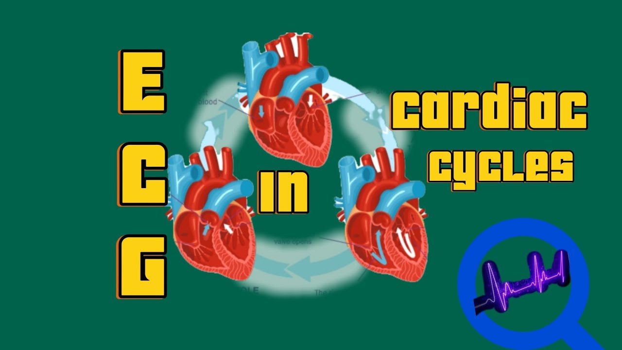 ECG in cardiac cycle and jugular venous pulse USMLE step 1#usmle - YouTube