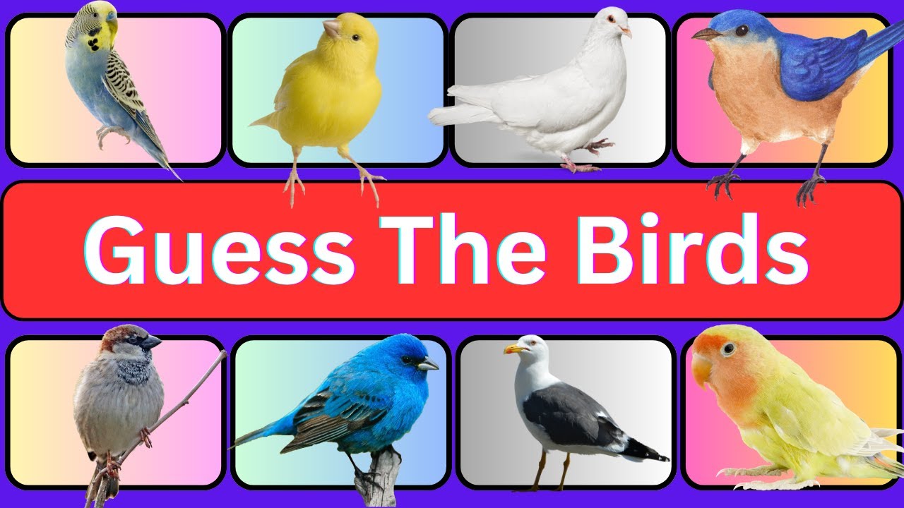 Guess The Bird Quiz: Bird Family Quiz - YouTube