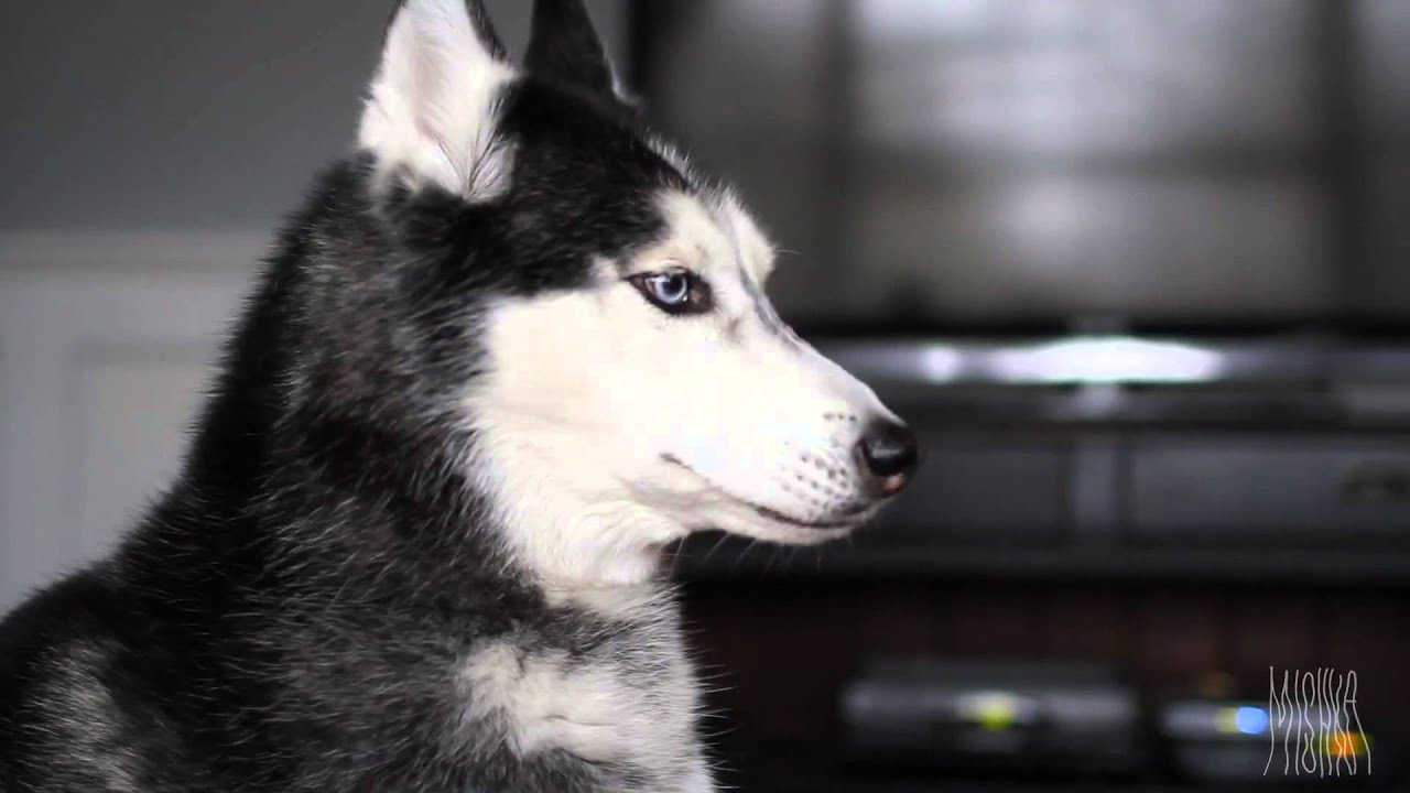 DUBSTEP DOG!!! - YouTube