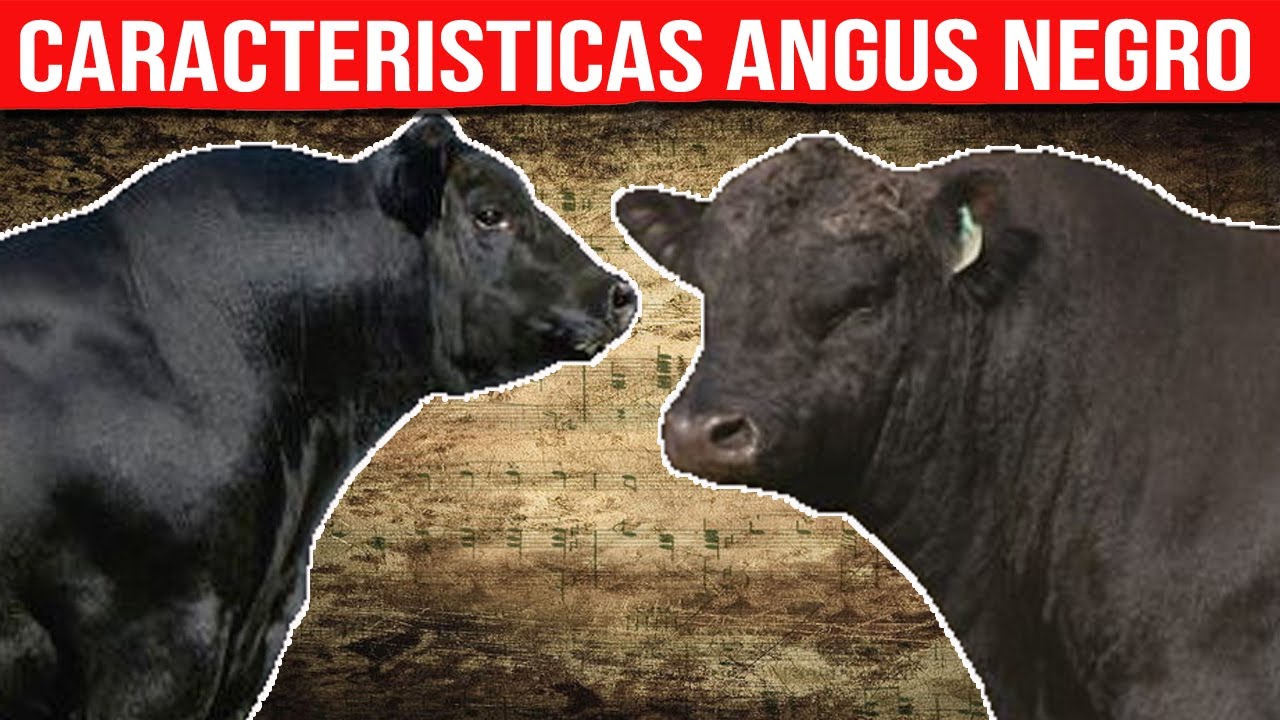 🔴 ANGUS NEGRO Raza Bovina Conoce Las Características - YouTube