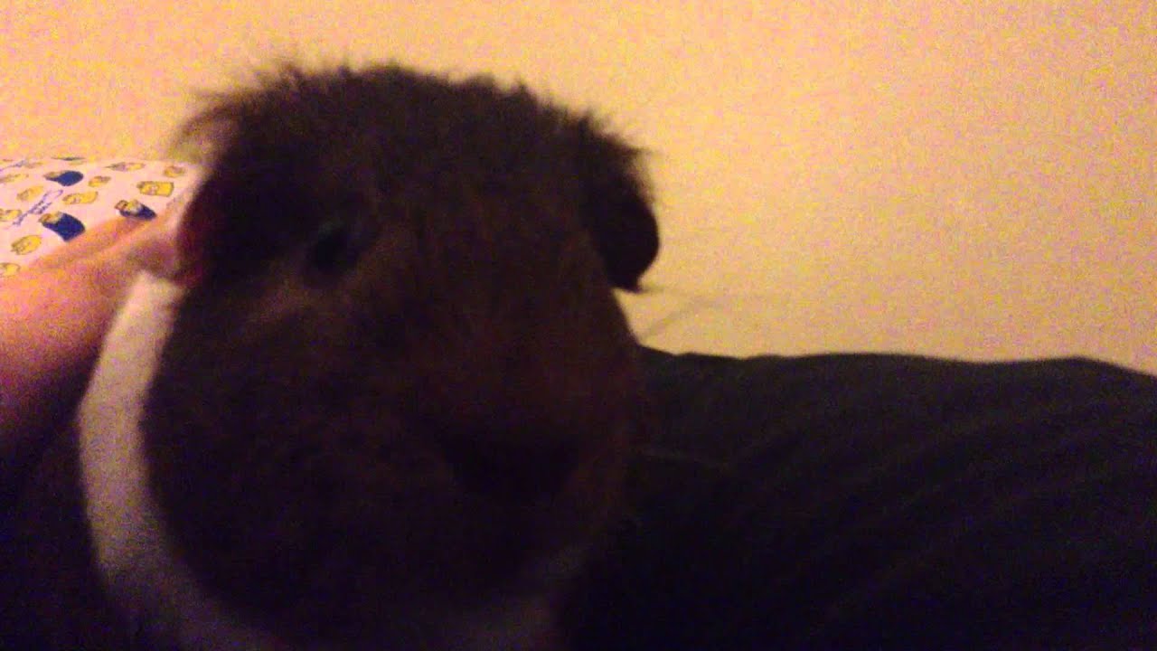 Guinea pig squealing - YouTube