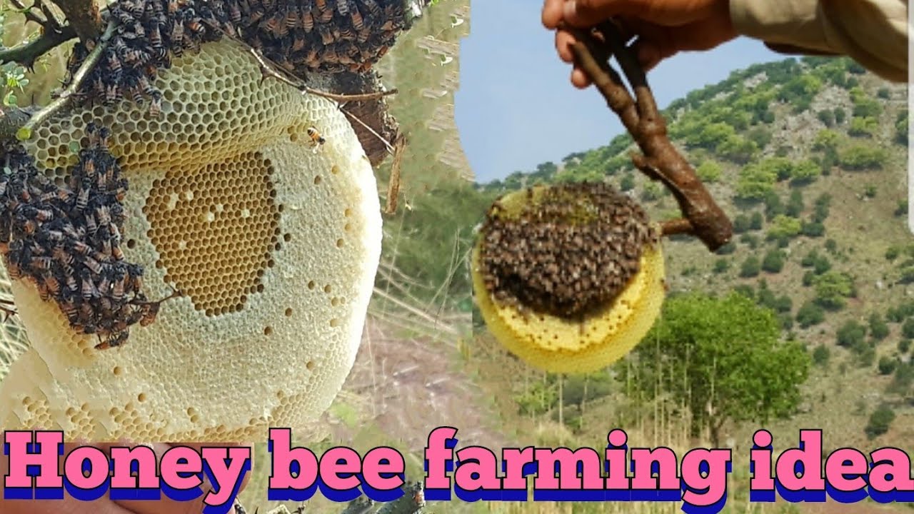 The dwarf bee method||Apis florea beekeeping||how to keep apis florea ...