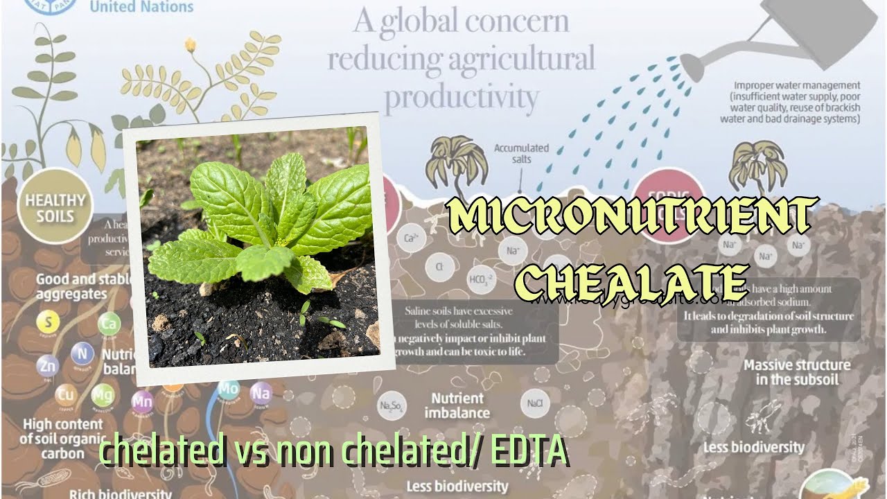 Micro nutrients essential for spray | Chelated vs EDTA VS oxides - YouTube