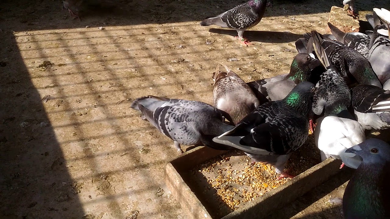 Bunty Pigeon | Feeding Time | Kolkata | 2019 - YouTube