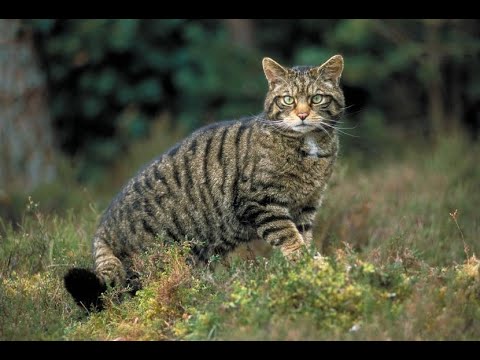 Macja shpëton gruan 83 vjeçare që ra në përrua - YouTube