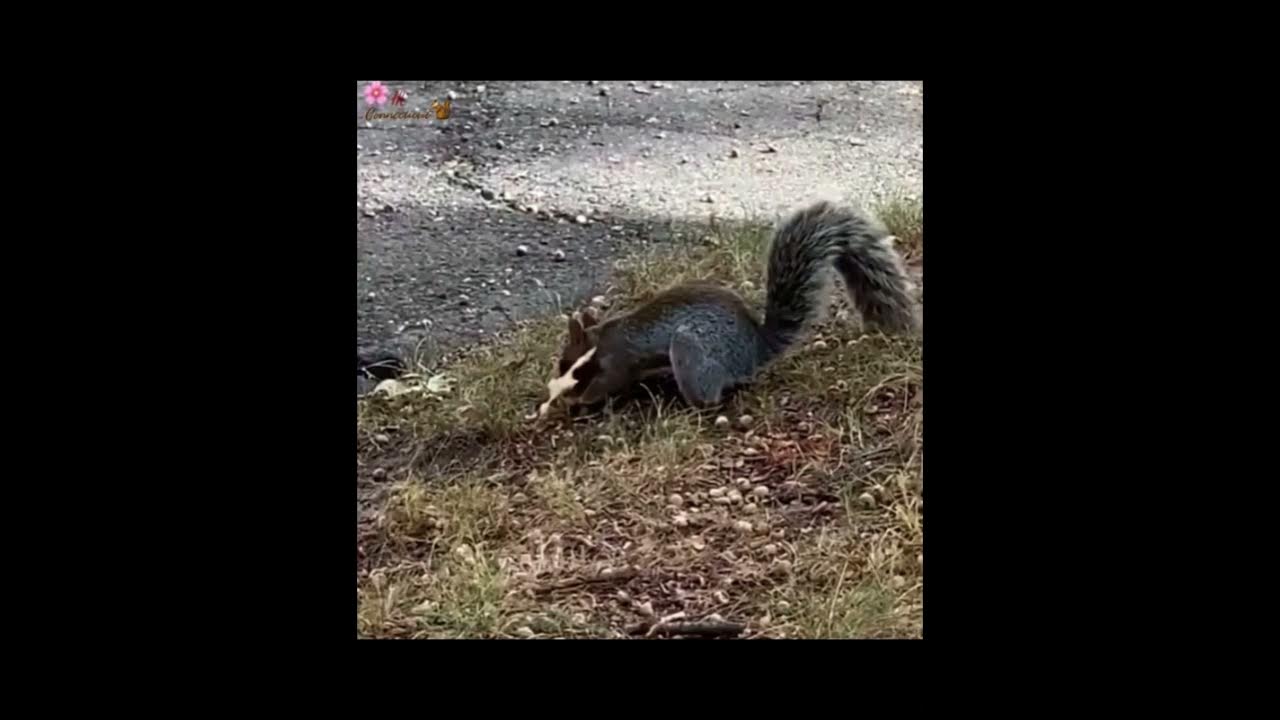 Sóc Xám🐿 - YouTube