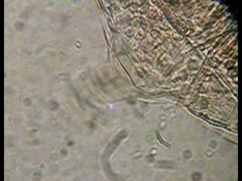 Water Bear Movie 4