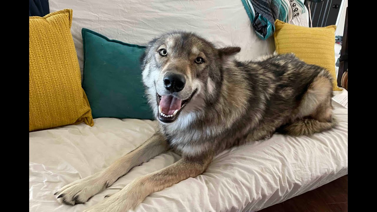 Wolfdogs Shed Lots Of Undercoat Fur During the Spring. What Blowing ...