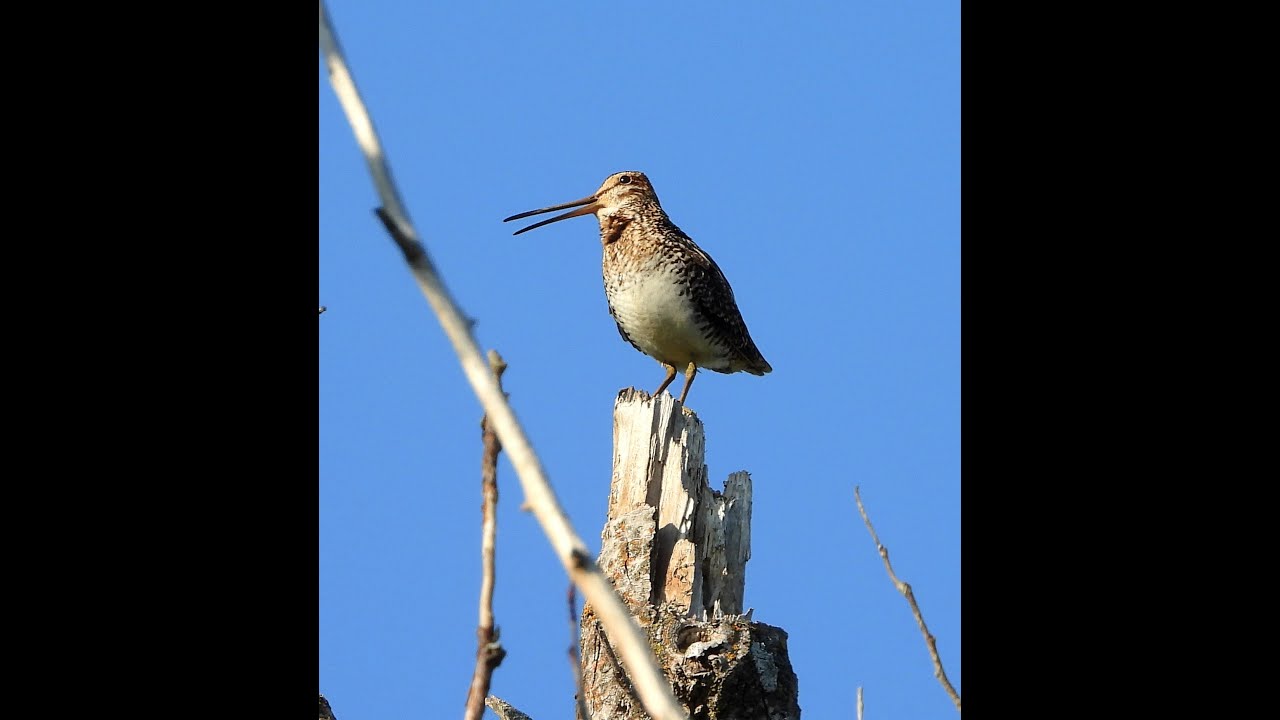 Wilson's Snipe Minnesota - YouTube