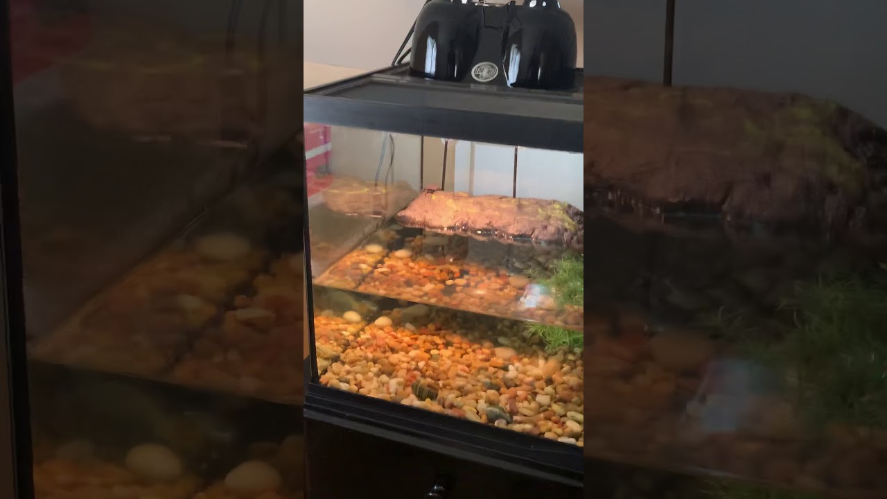 Baby Snapping turtle set up!!!! - YouTube