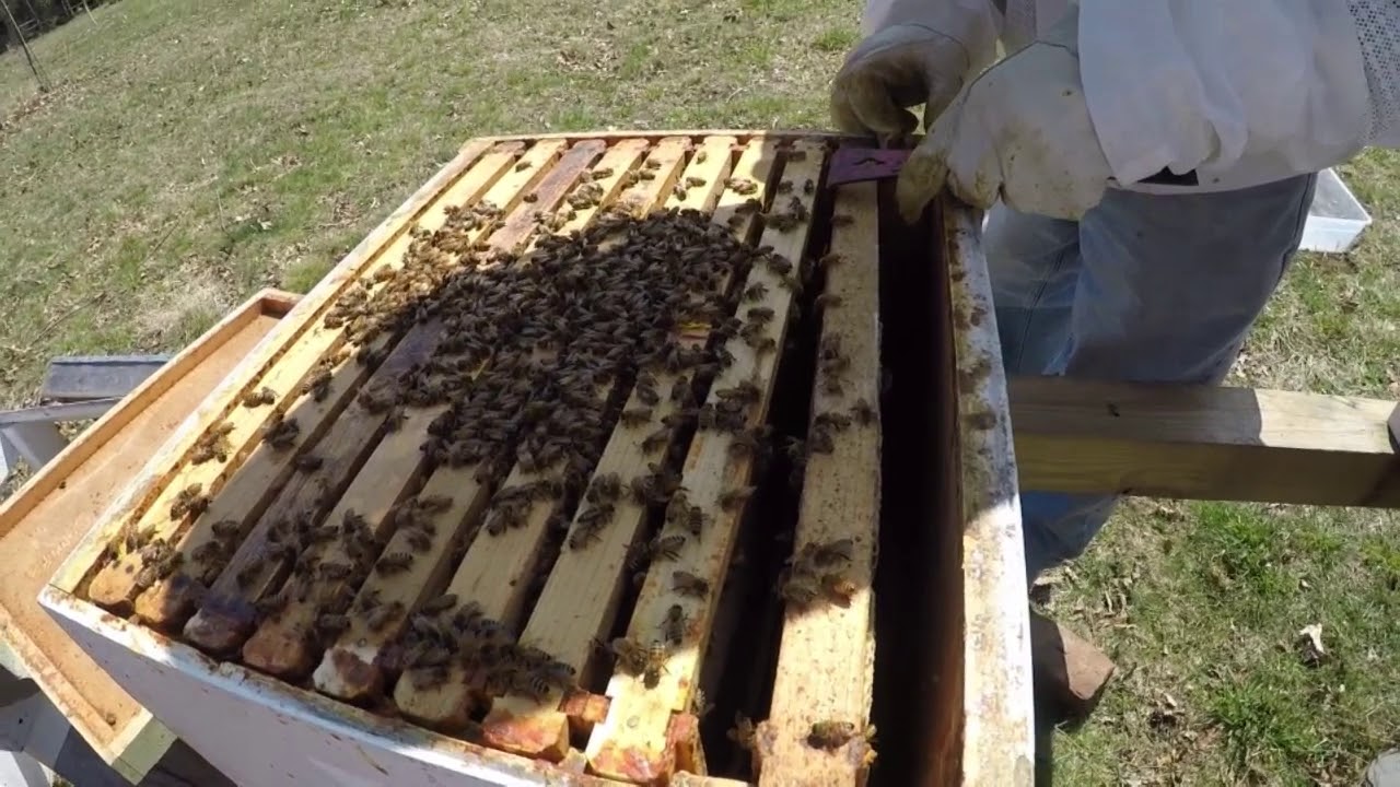 Uncapping Queen Bees from Packages - YouTube