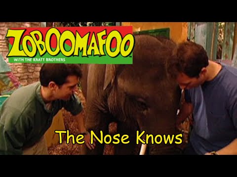Zoboomafoo: The Nose Knows Funding & Opening (Original 1999 Airing)