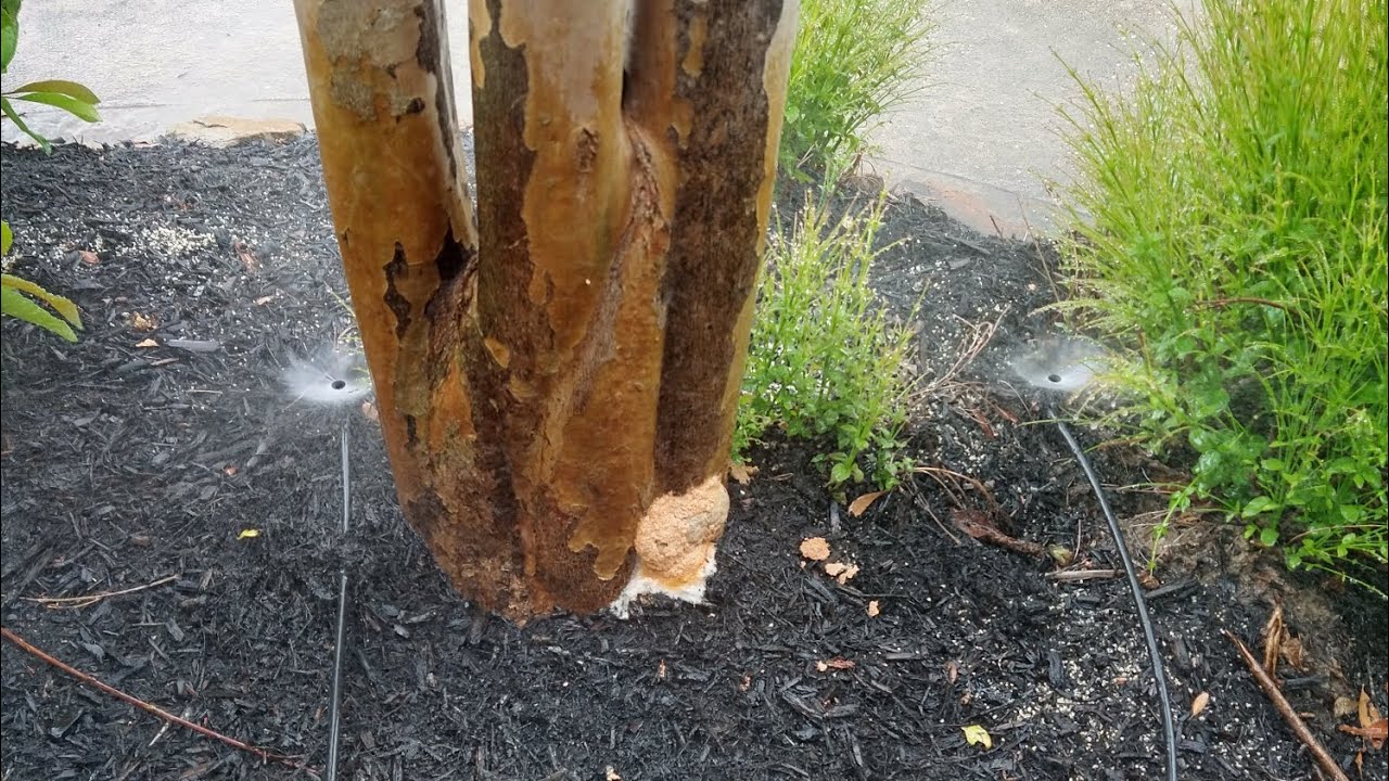 Irrigation misters and micro tree bubblers for a growing garden 🏡 #2024 ...