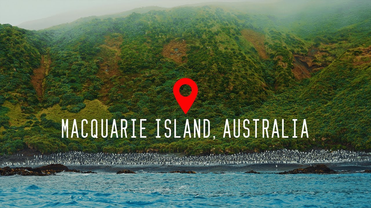 Macquarie Island The Dogs That Saved Macquarie Island Australia Post