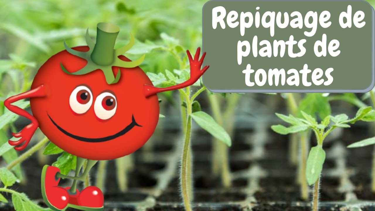 Comment repiquer les plants de tomates ? - YouTube