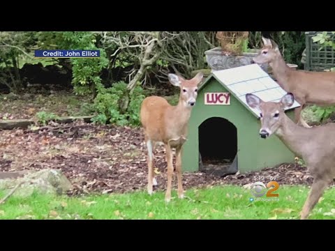 Deer Mating Season Means Unwanted Visitors