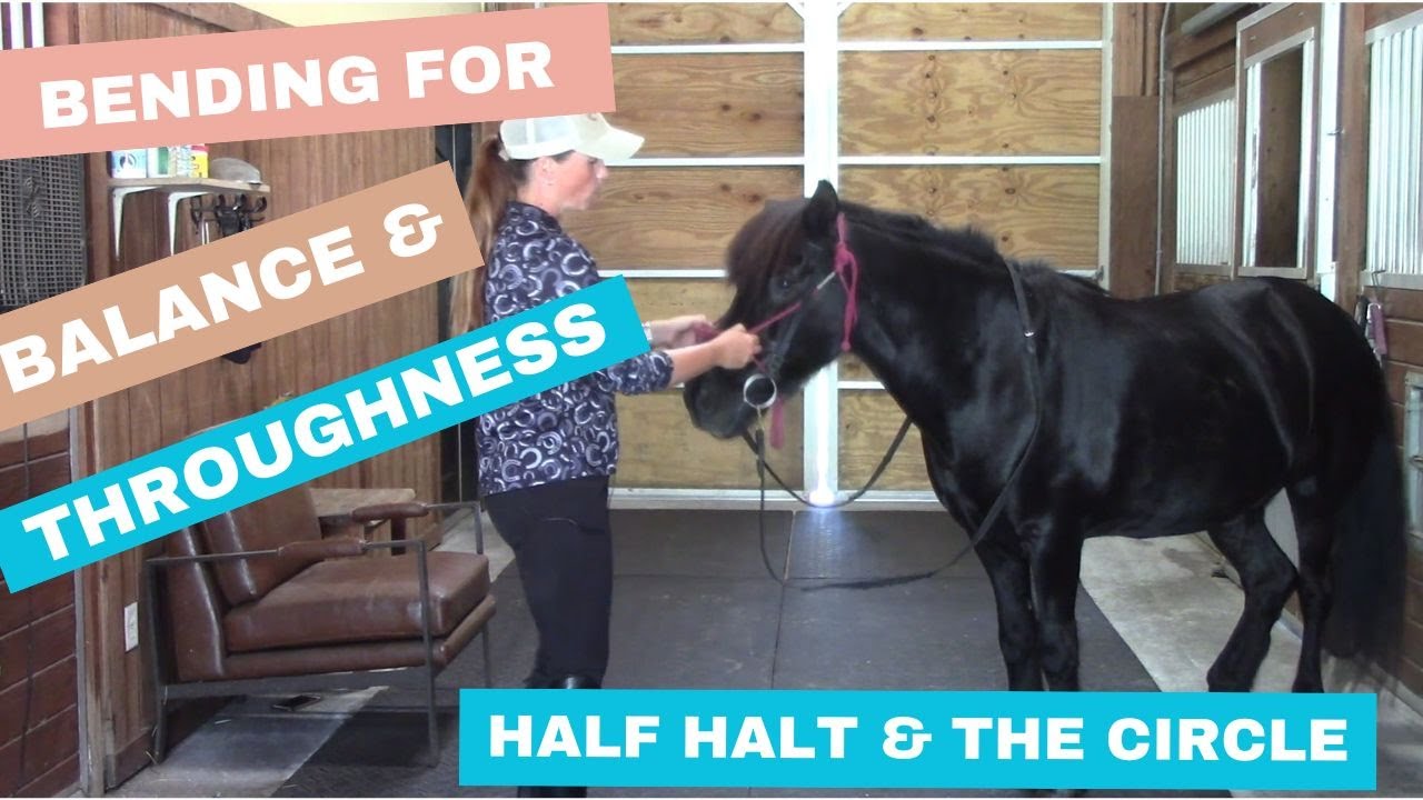 BENDING FOR BALANCE & THROUGHNESS - HALF HALT AND THE CIRCLE (DRESSAGE ...