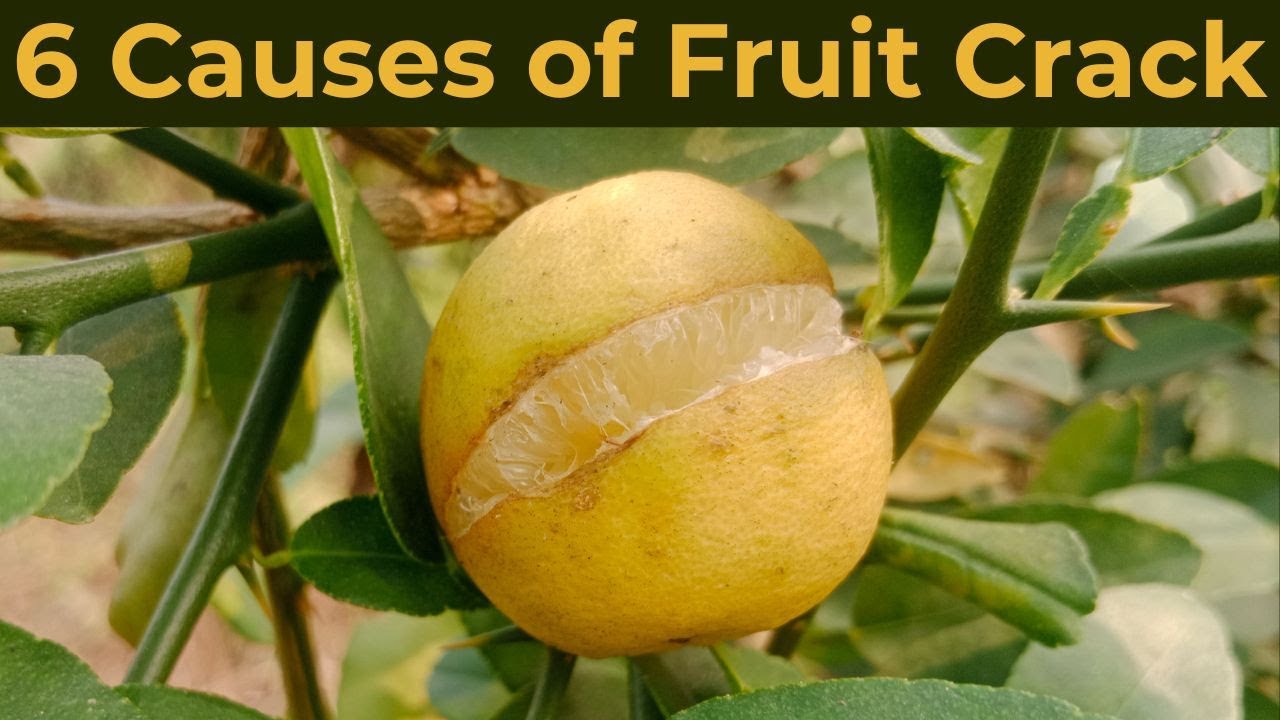6 Causes of Citrus Fruit Crack. - YouTube