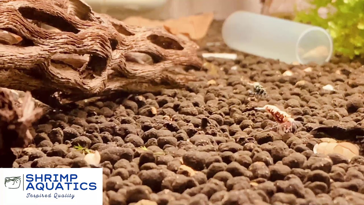 Cholla wood, Mineral Balls, Almond leaves. - YouTube